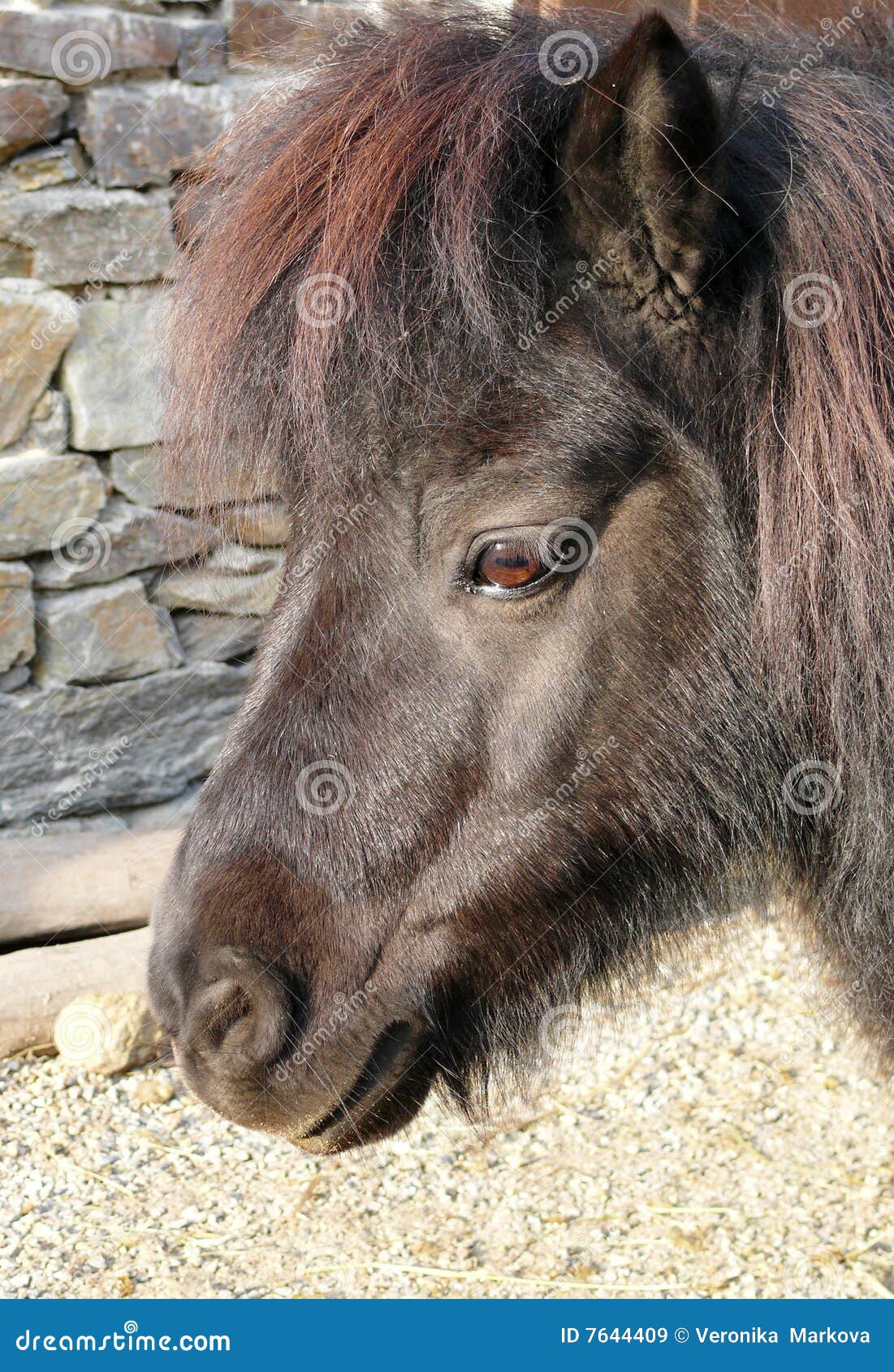 Shetland pony stock image. Image of farm, caballus, pony - 7644409