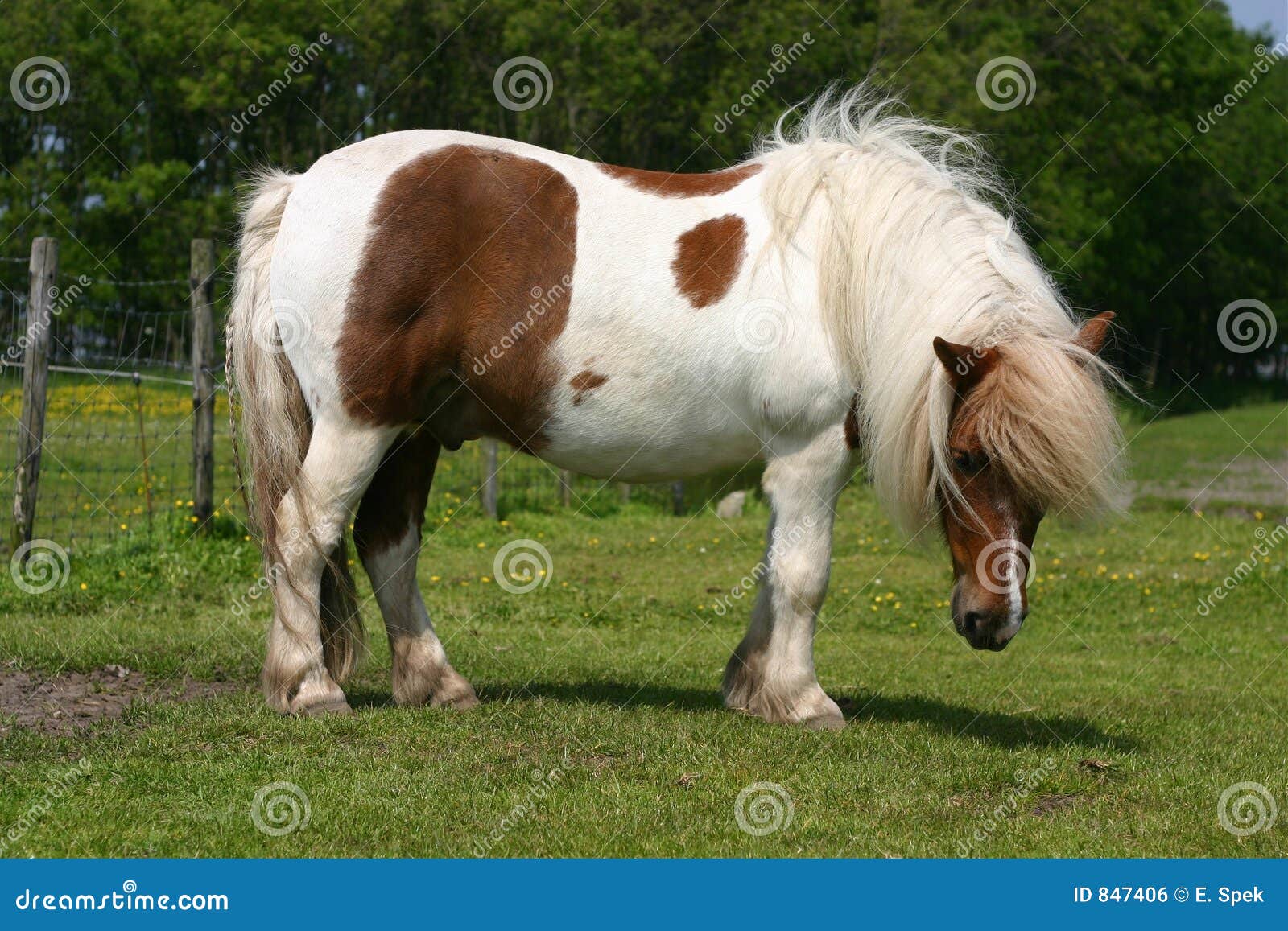 Shetland pony stock photo. Image of equine, coat, friend - 847406