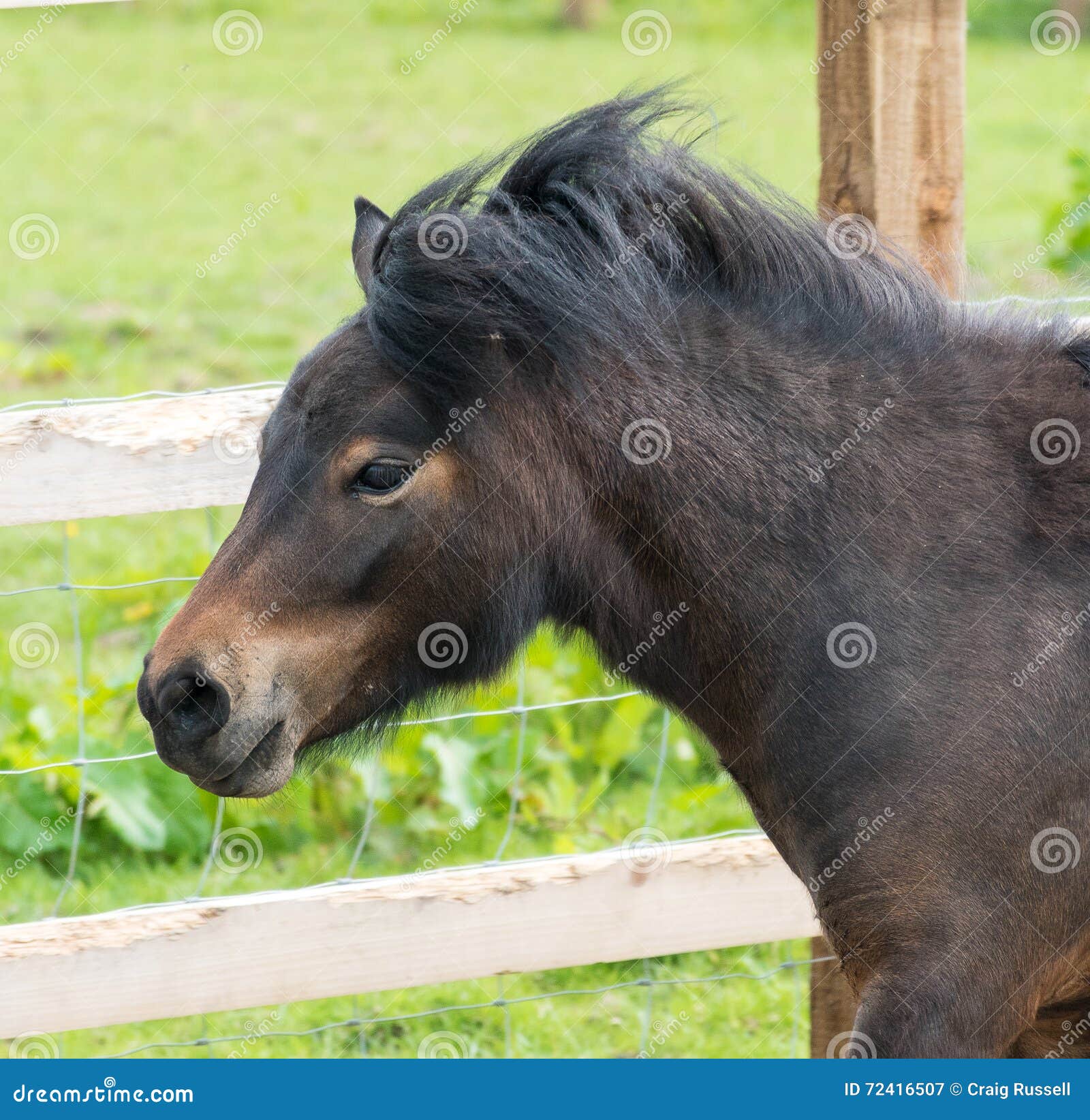 Shetland Pony stock image. Image of beautiful, freedom - 72416507