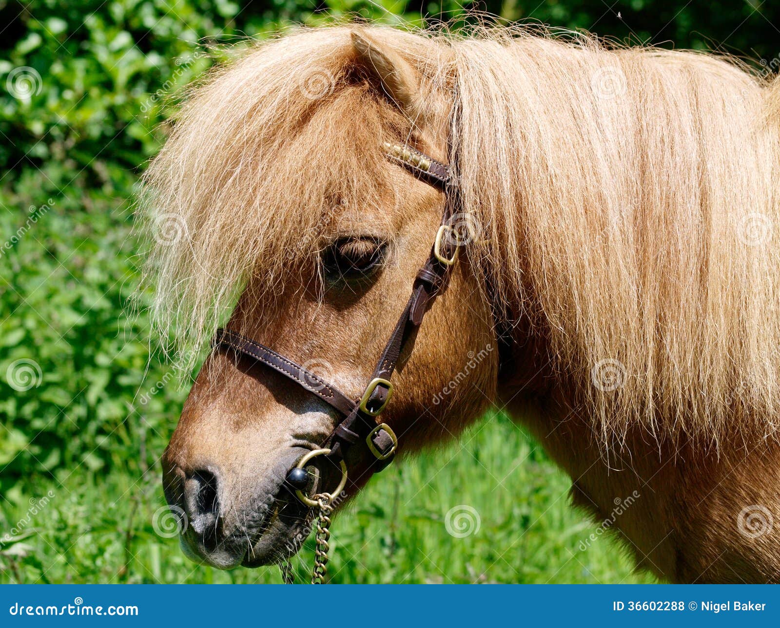 Shetland Pony Head Shot stock foto. Image of ruiter, poney - 36602288