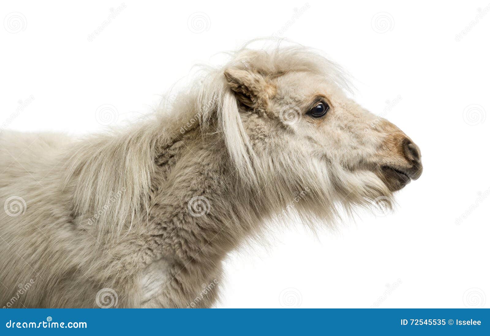 Shetland Pony Isolated on White Stock Image - Image of people, studio ...