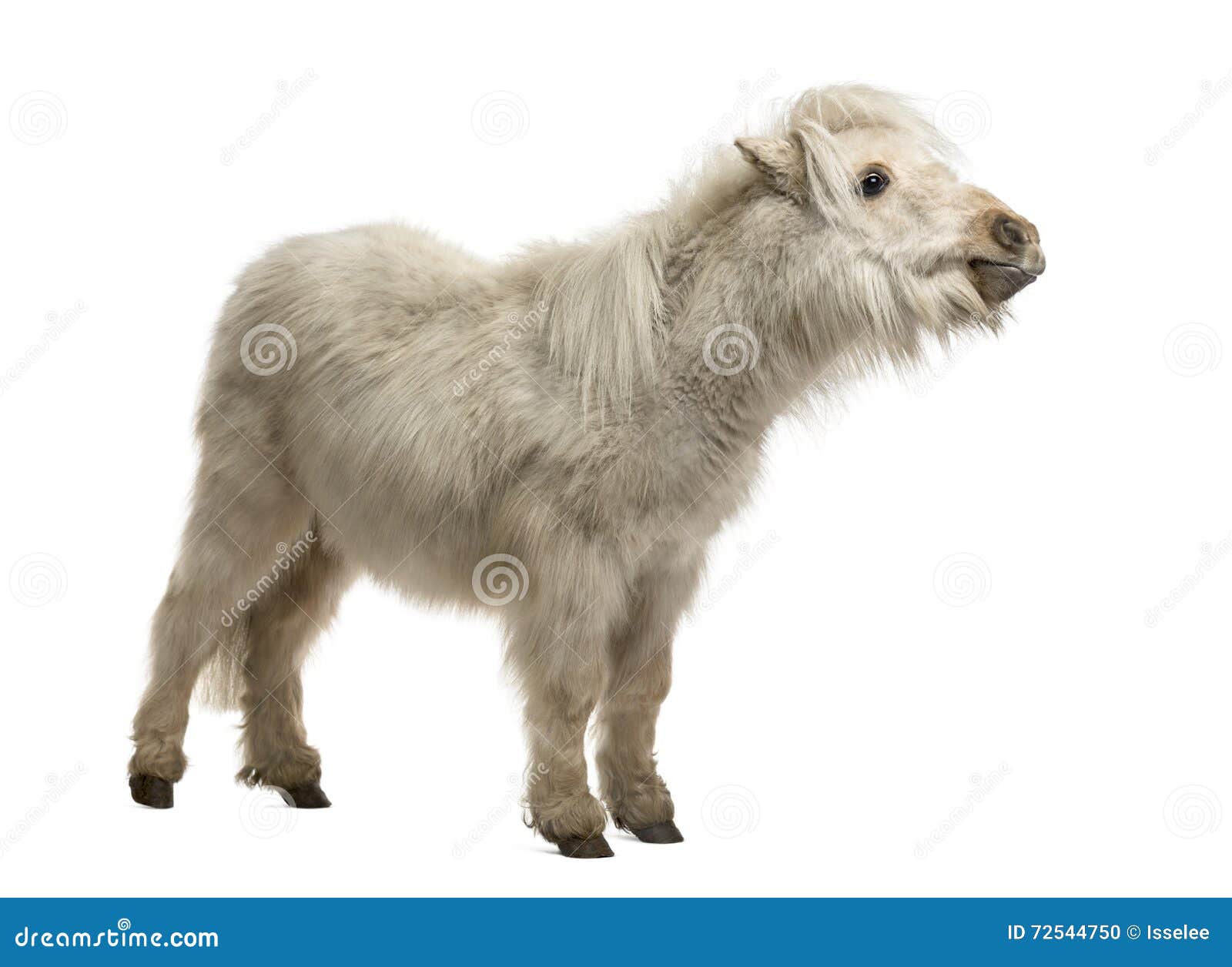 Shetland Pony Isolated on White Stock Photo - Image of white, pony ...