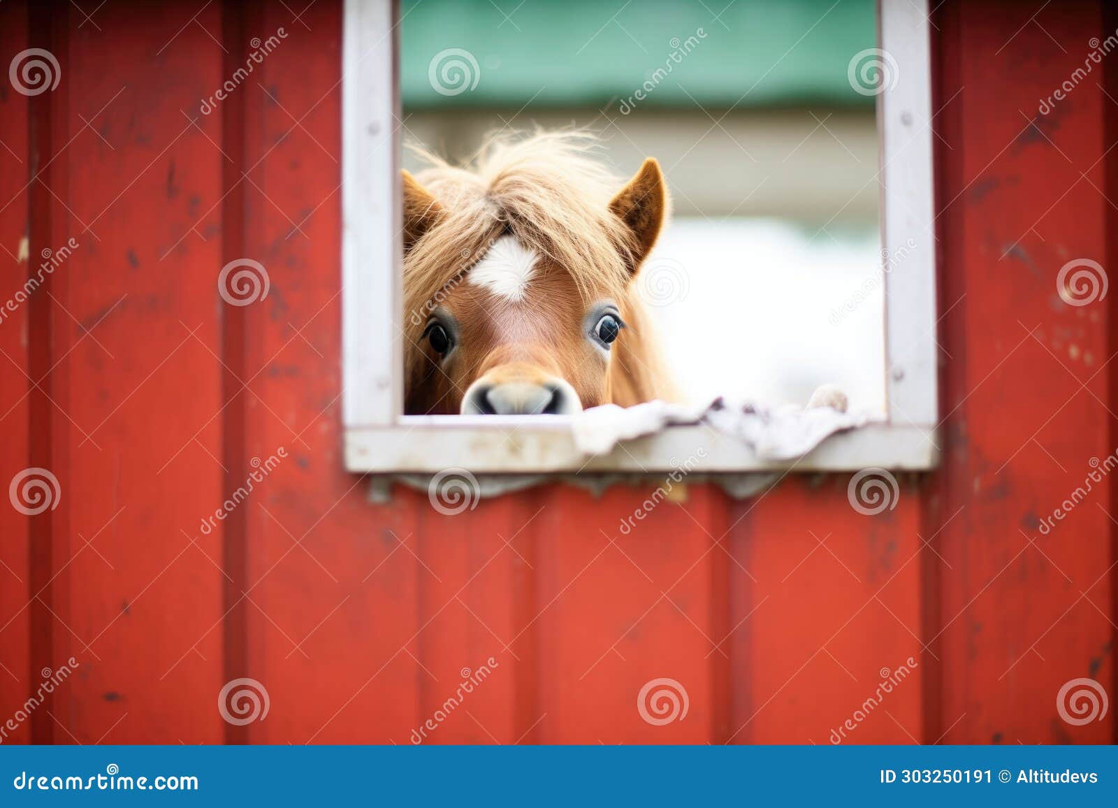 Shetland Pony Peeking from a Low Stable Window Stock Image - Image of ...