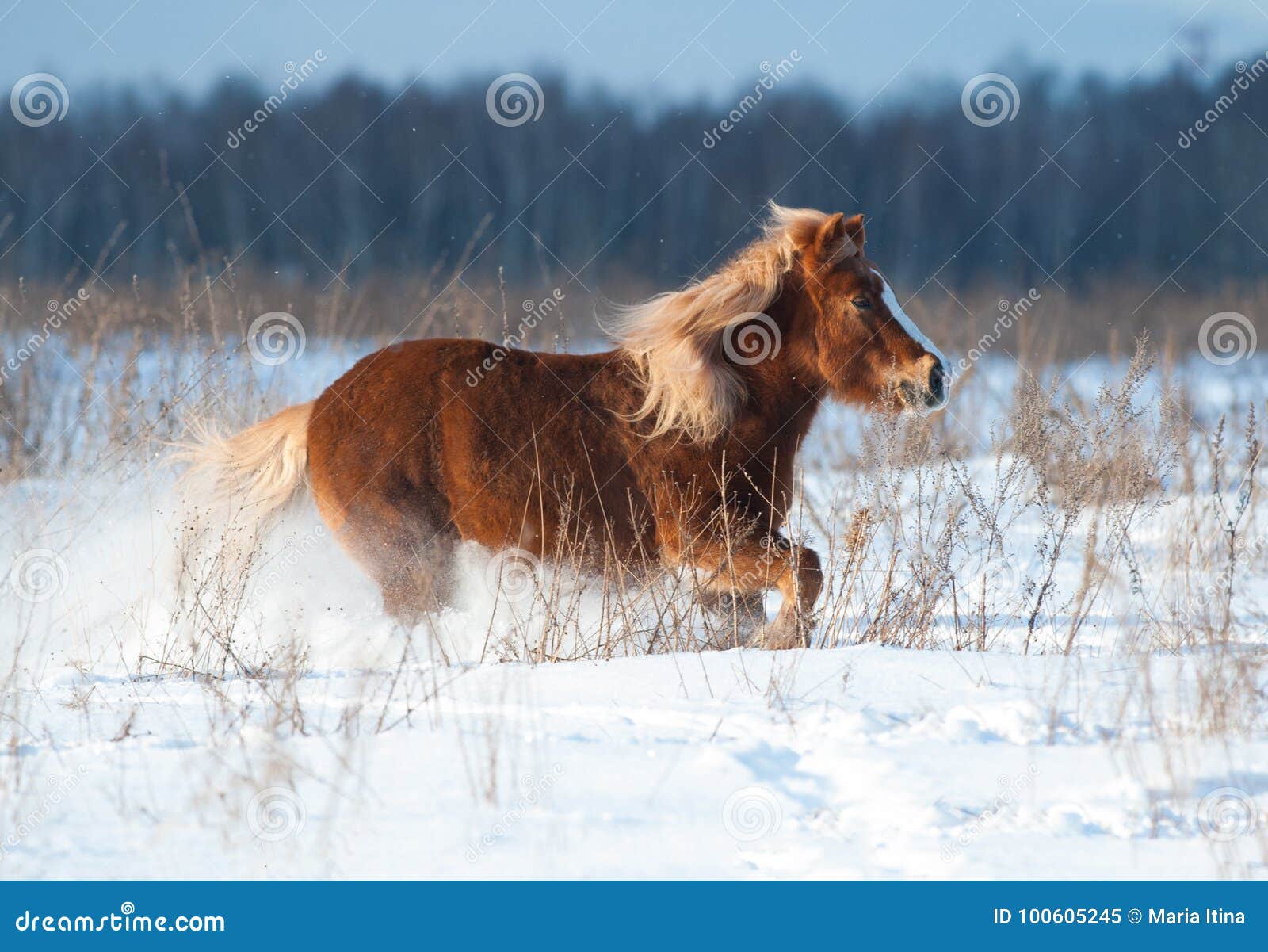 Shetland Pony Running in Winter Stock Image - Image of dapple, trotter ...