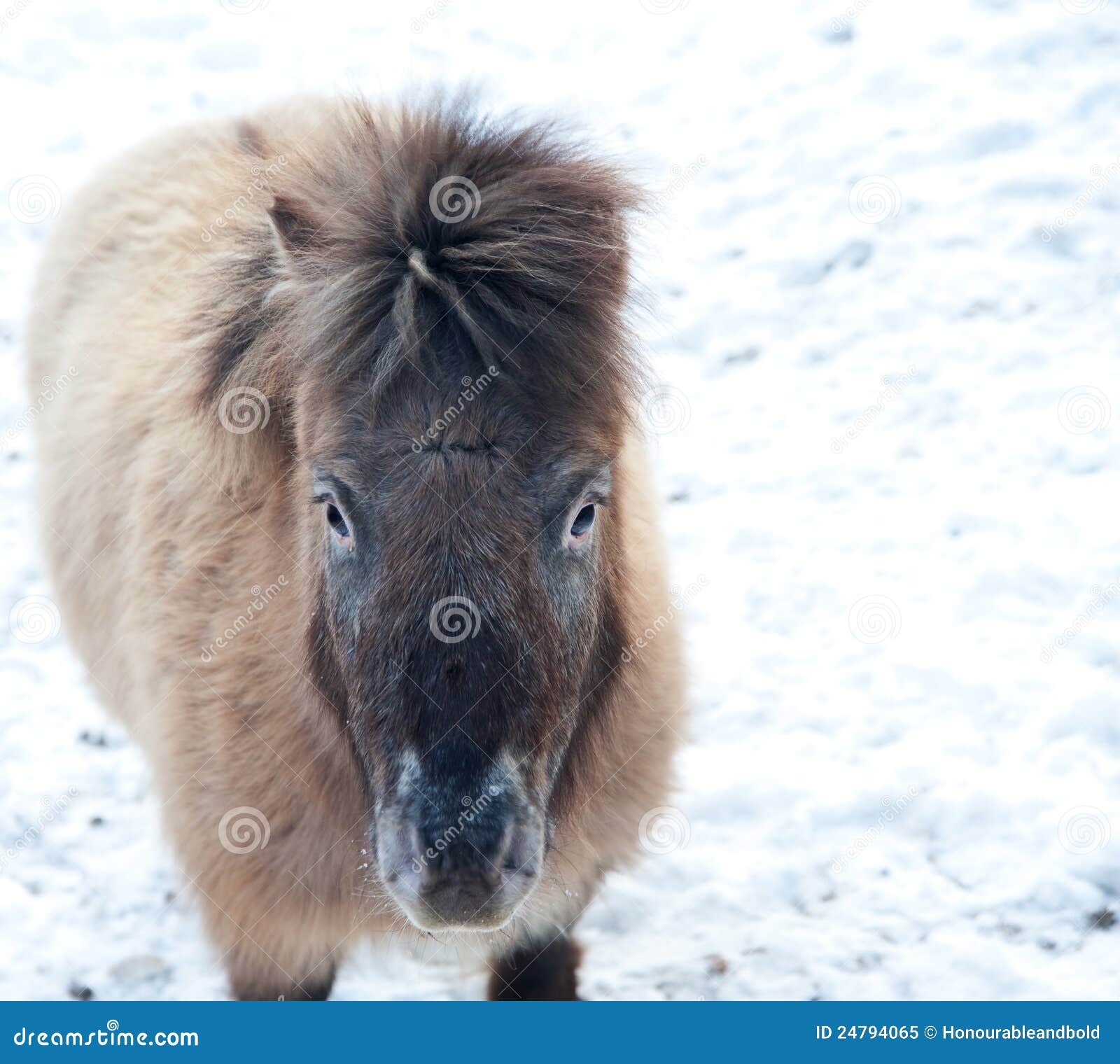 Shetland Pony in Snow Covered Winter Landscape Stock Image - Image of ...