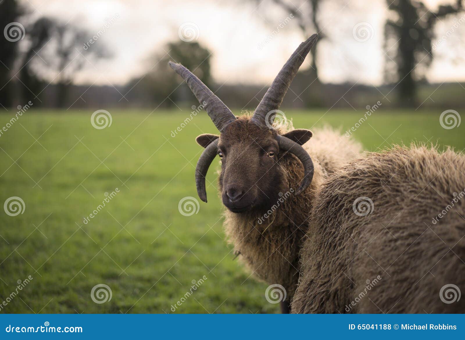Shetland Sheep stock photo. Image of mutton, farm, horn - 65041188