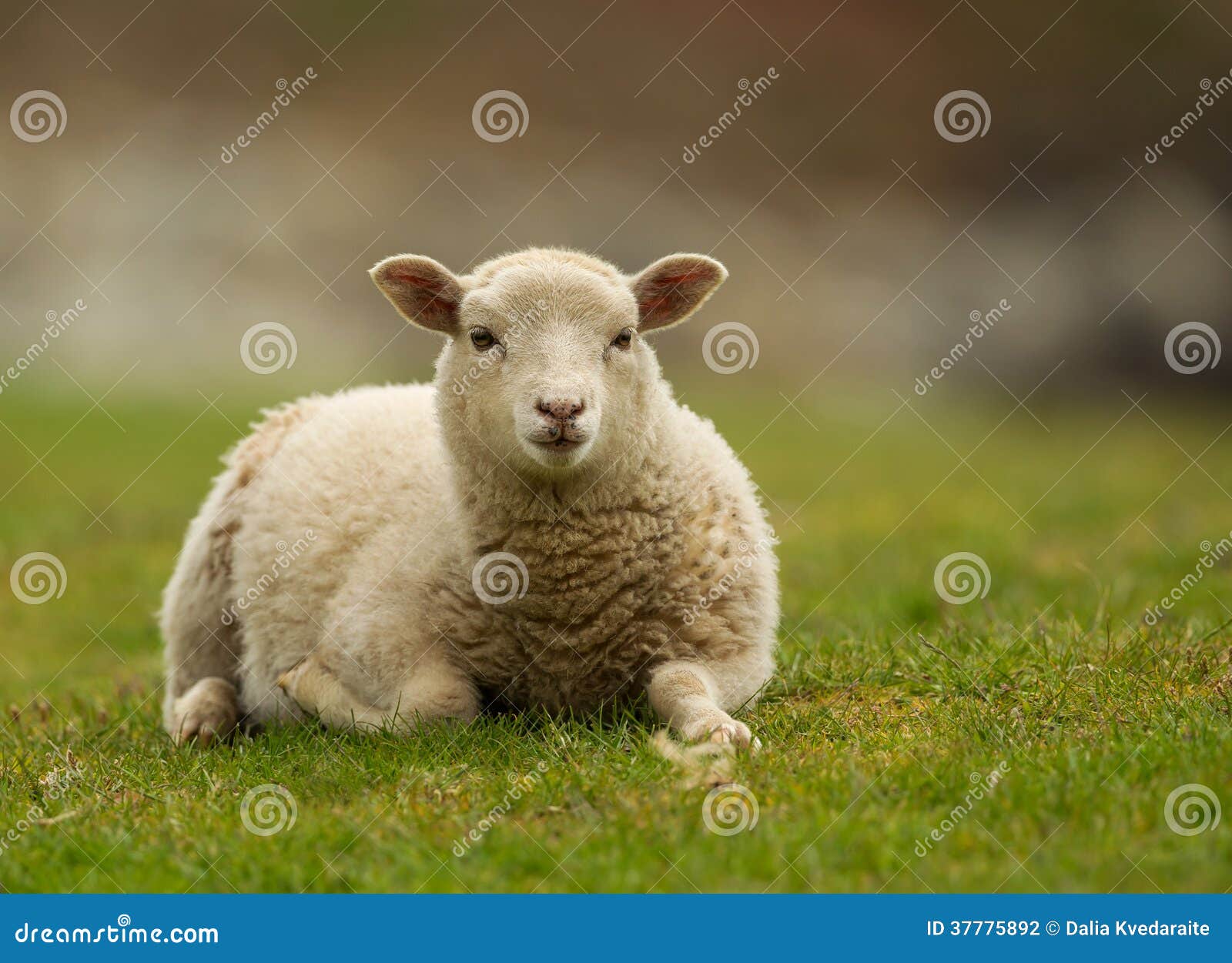 Shetland sheep lamb stock photo. Image of little, wool - 37775892