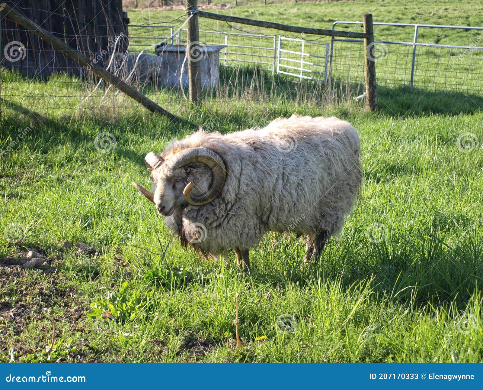 Shetland Sheep Ram Stading in Green Grass on a Sunny Day. Stock Image ...