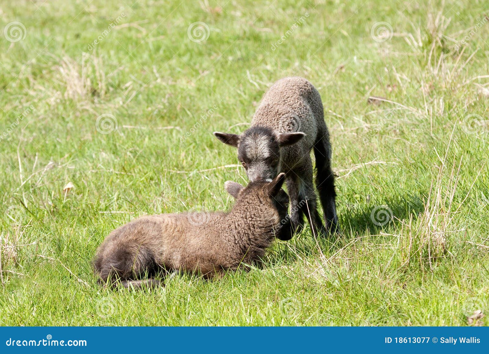 Shetland sheep, twin lambs stock image. Image of meadow - 18613077