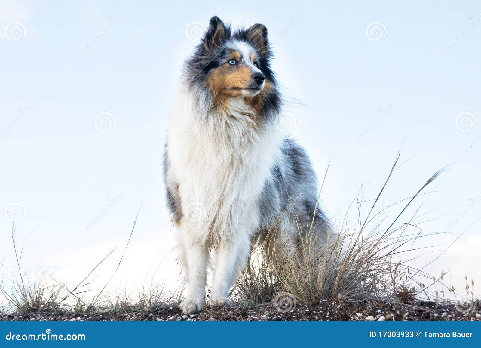 Shetland sheepdog stock image. Image of cute, animal - 17003933