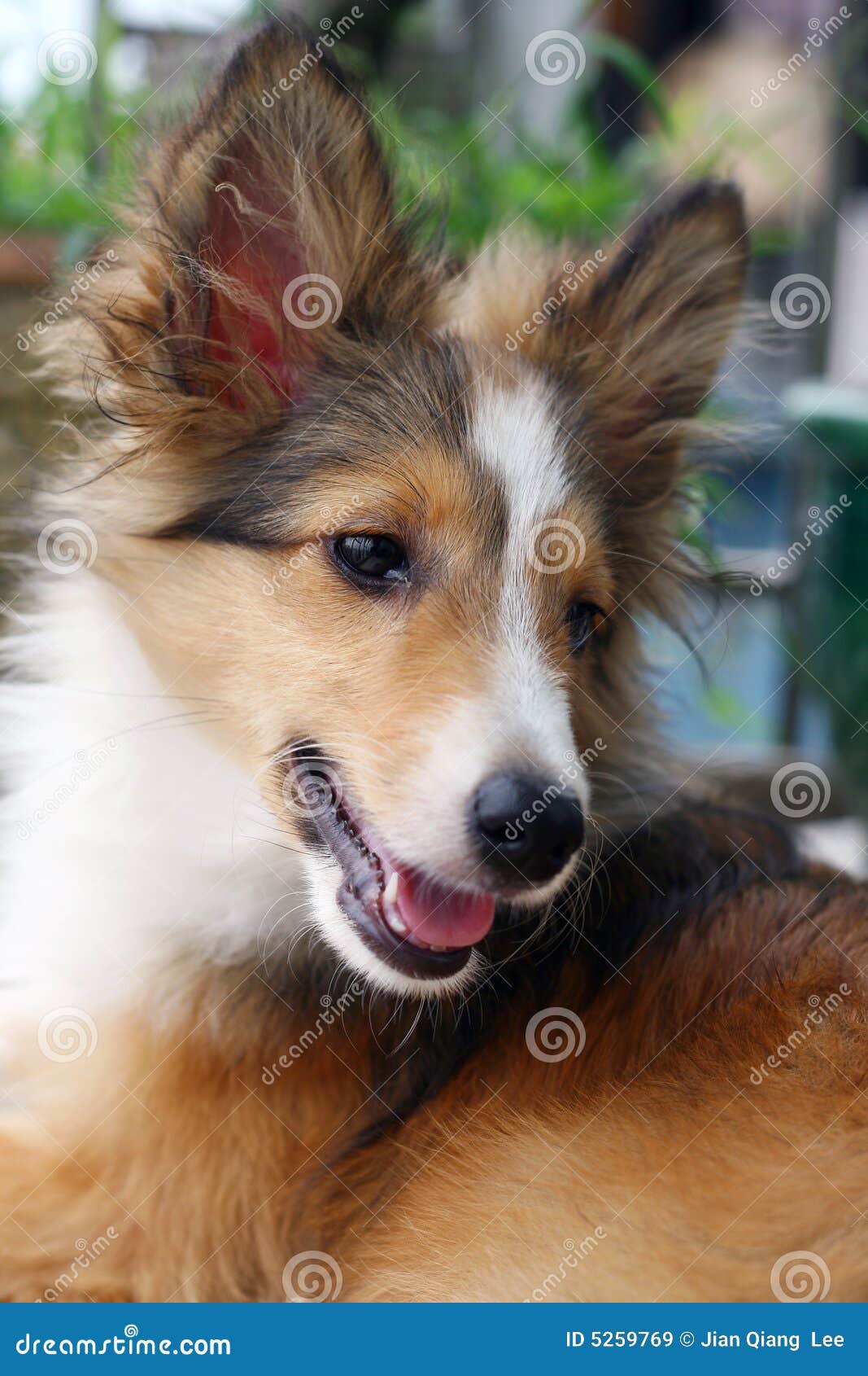 Shetland Sheepdog stock image. Image of cute, mignon, shetland - 5259769