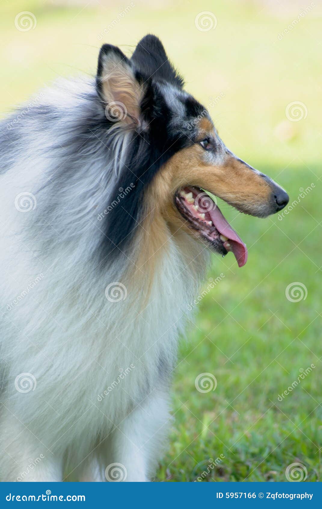Shetland Sheepdog stock photo. Image of canine, shetland - 5957166