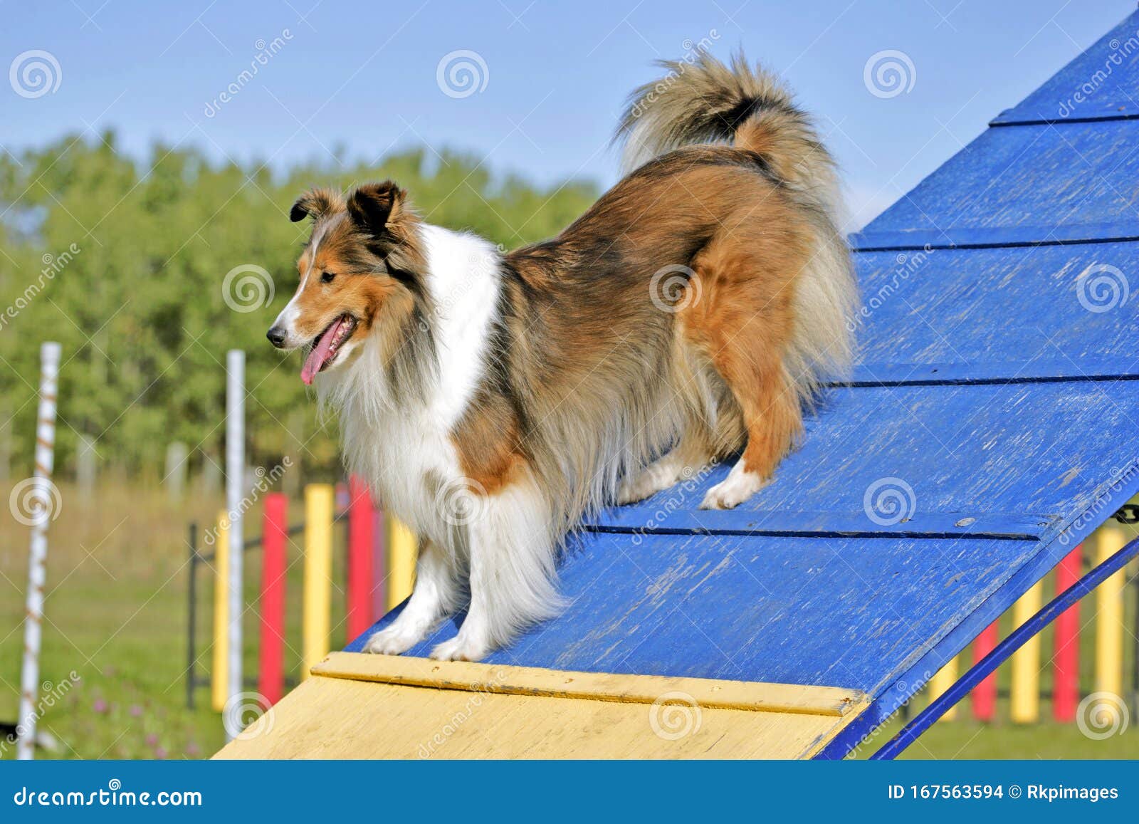 Shetland Sheepdog on Agility Course, Standing on Obstacle, Waiting for ...