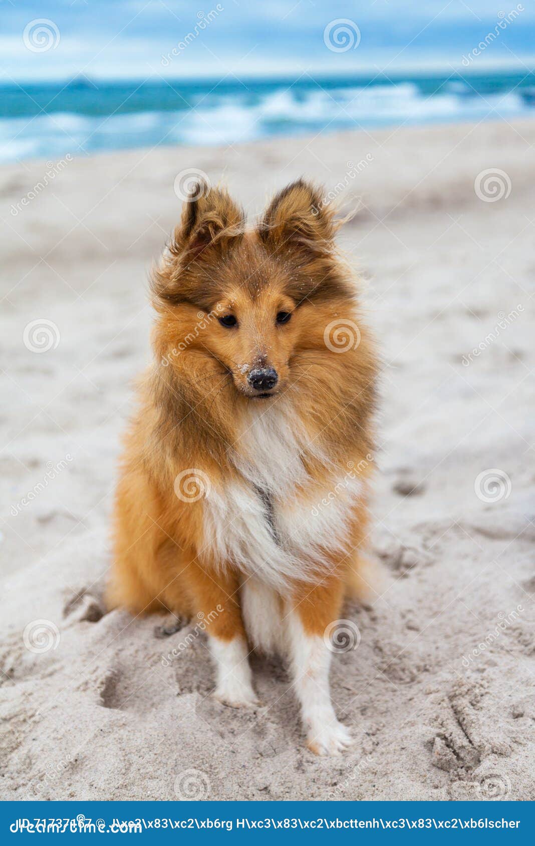Shetland Sheepdog on the Beach Stock Image - Image of looks, nose: 71737167