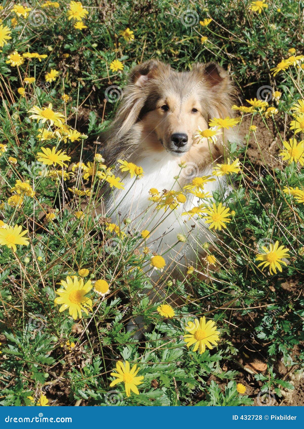 Shetland Sheepdog in Flowers Stock Photo - Image of exposition, canine ...