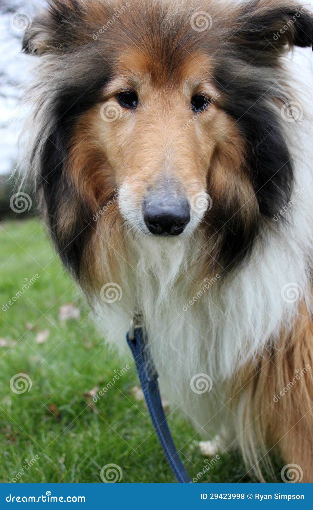 Shetland Sheepdog Portrait Close Up Stock Photo - Image of energetic ...