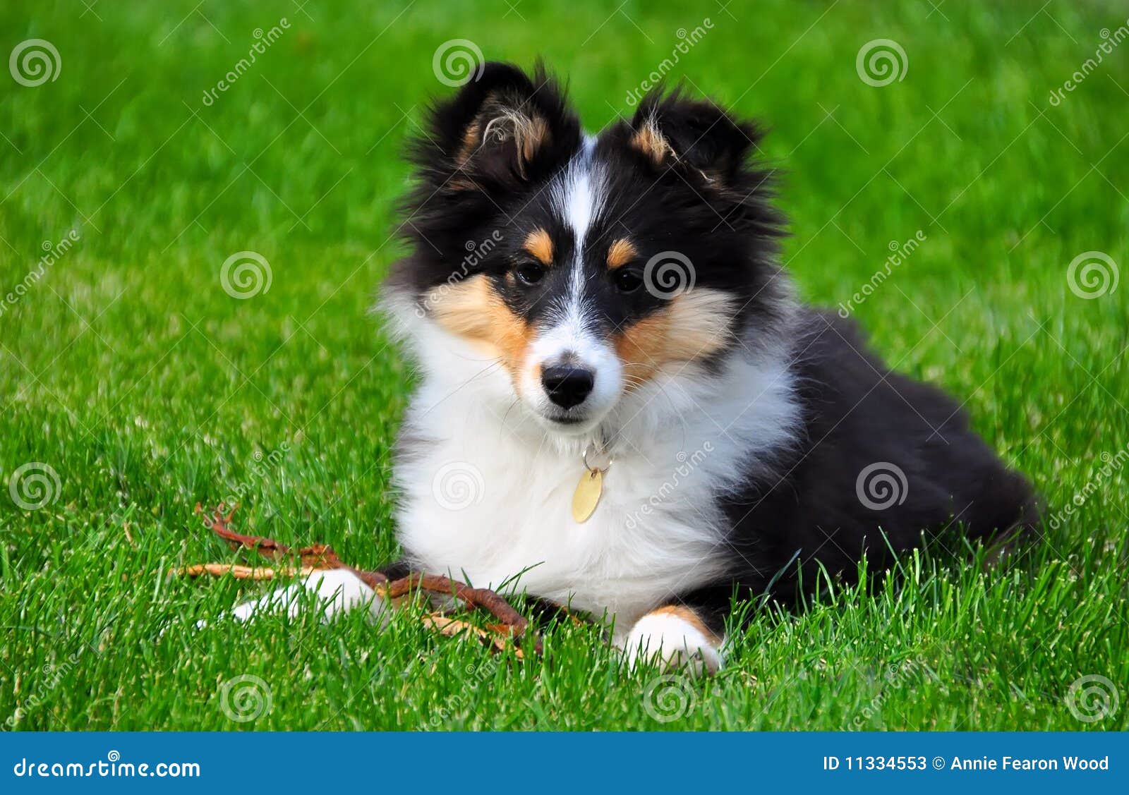 A shetland sheepdog puppy stock image. Image of face - 11334553