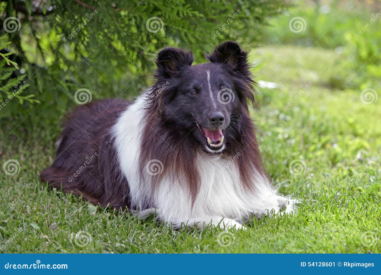 Shetland Sheepdog stock image. Image of mammal, white - 54128601