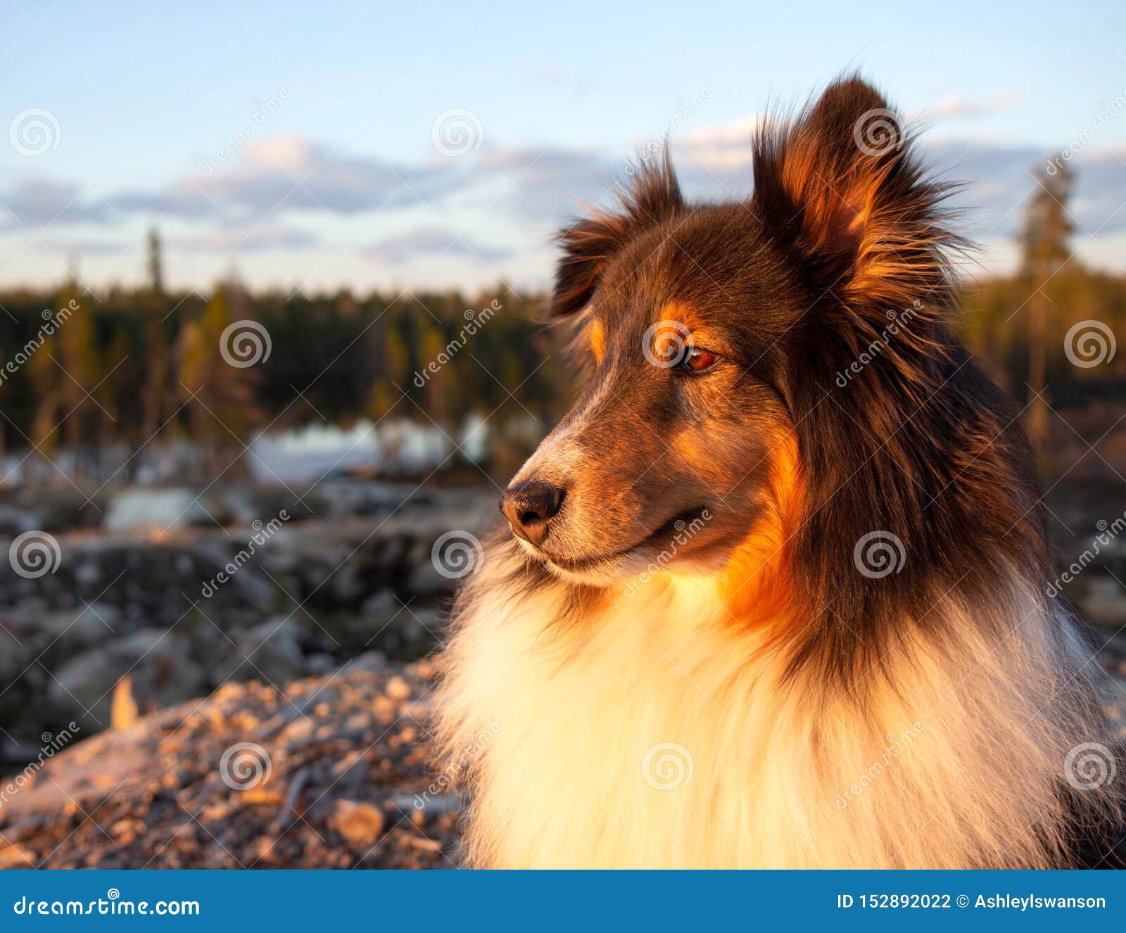 Shetland Sheepdog in Summer at Sunset Stock Photo - Image of lassie ...