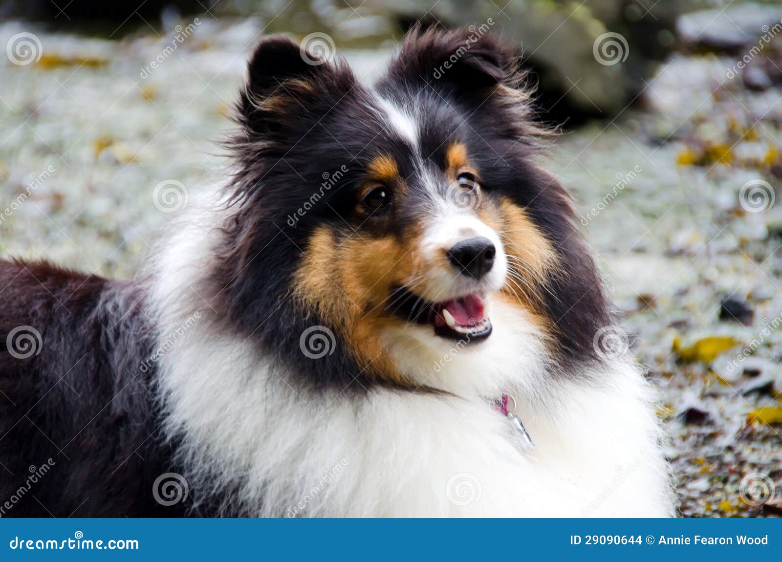 A Shetland Sheepdog in the Wilderness Stock Photo - Image of provincial ...