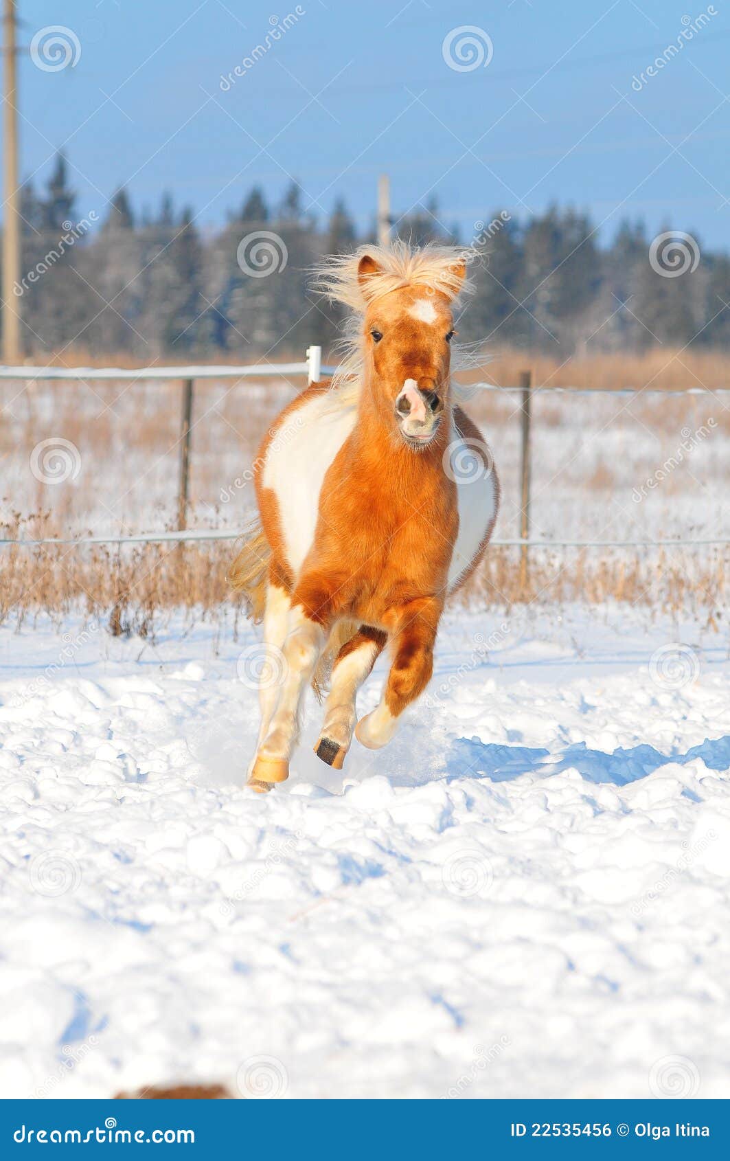 Shetlend pony runs free stock photo. Image of domestic - 22535456
