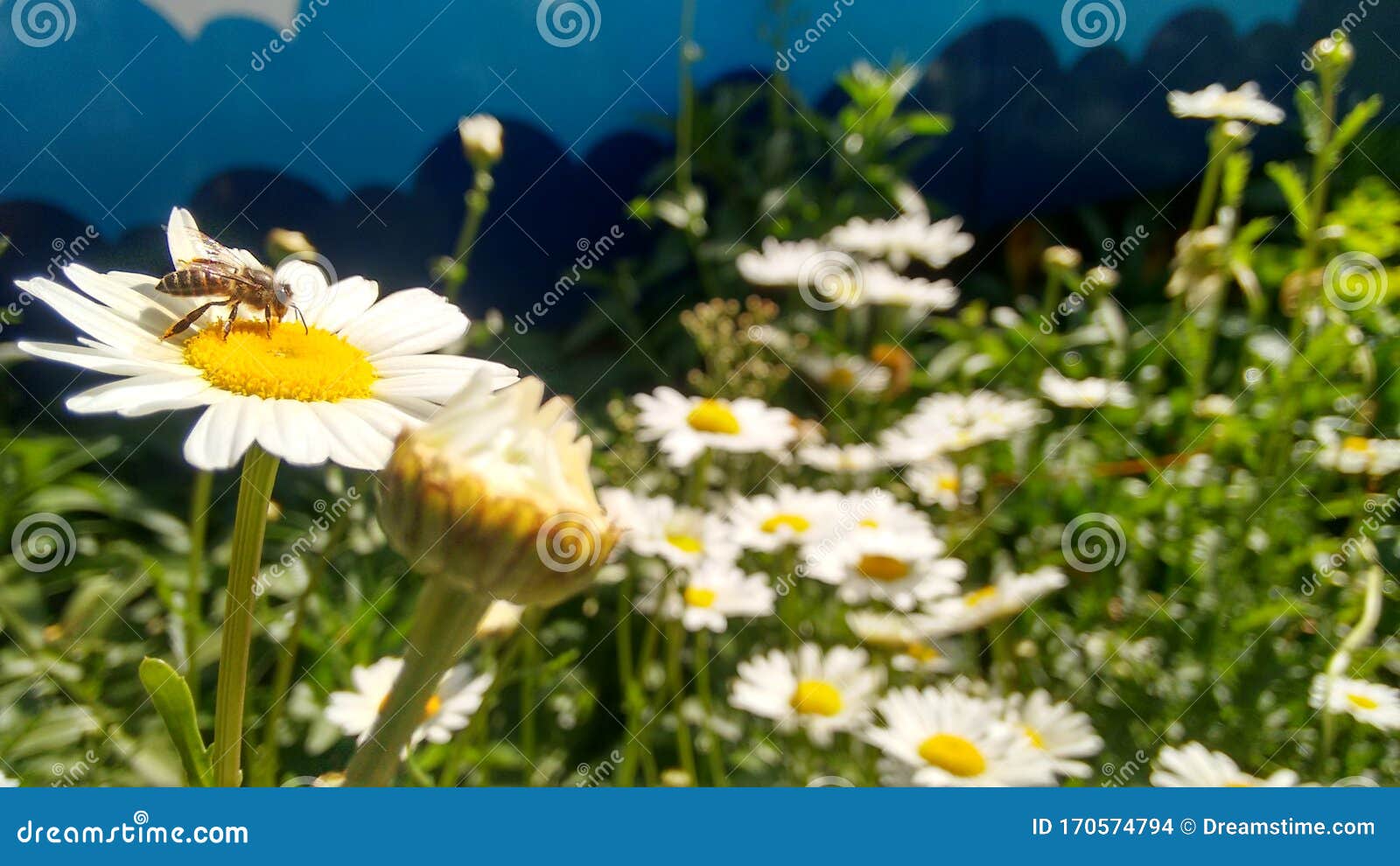 Shevanti flowers with Bee stock photo. Image of shevanti - 170574794