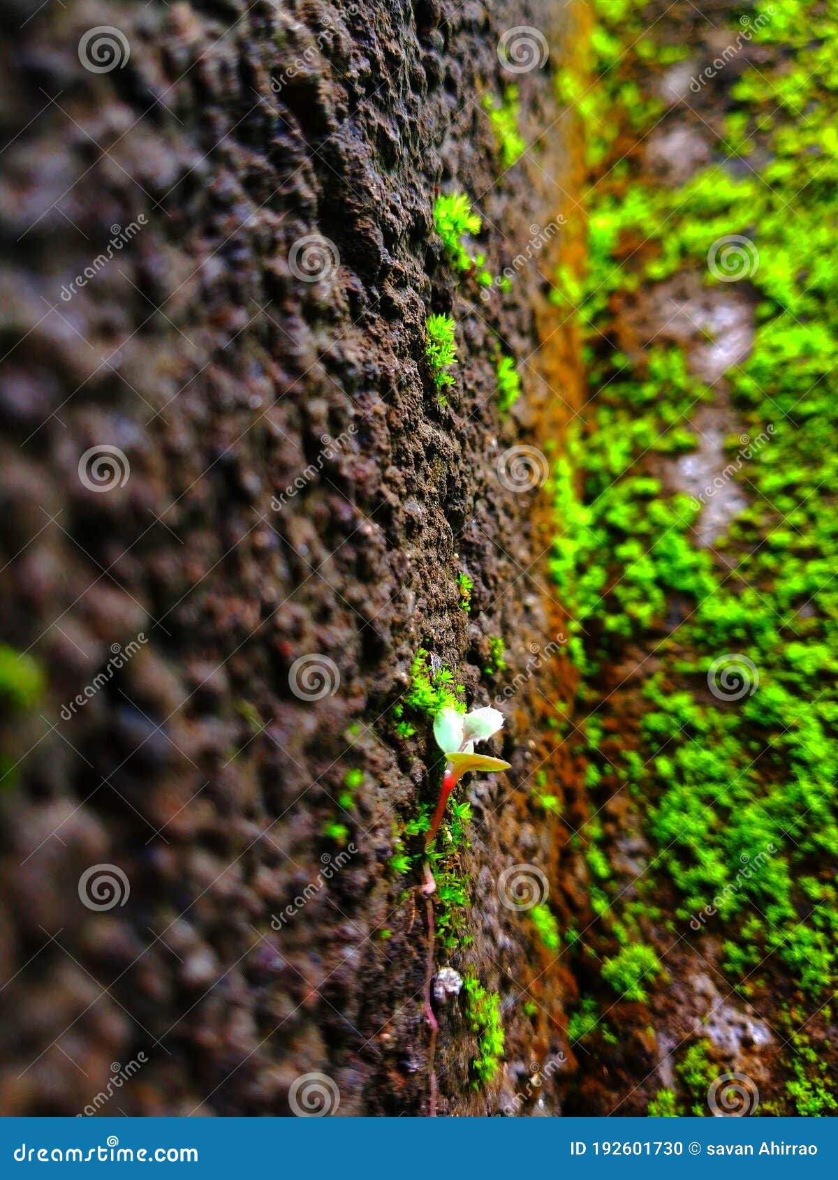 Algae stock photo. Image of rock, sunlight, shewals - 192601730