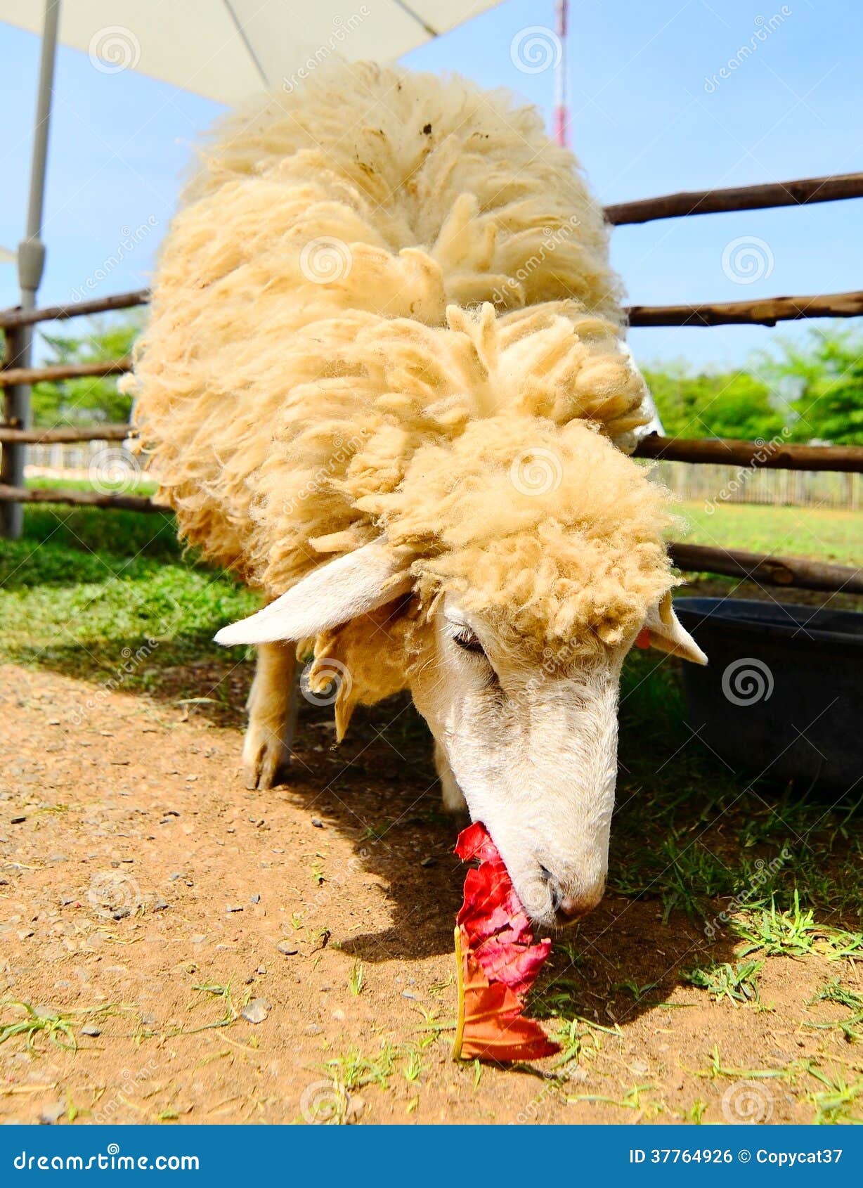 A shhep eating a leaf stock photo. Image of meat, green - 37764926