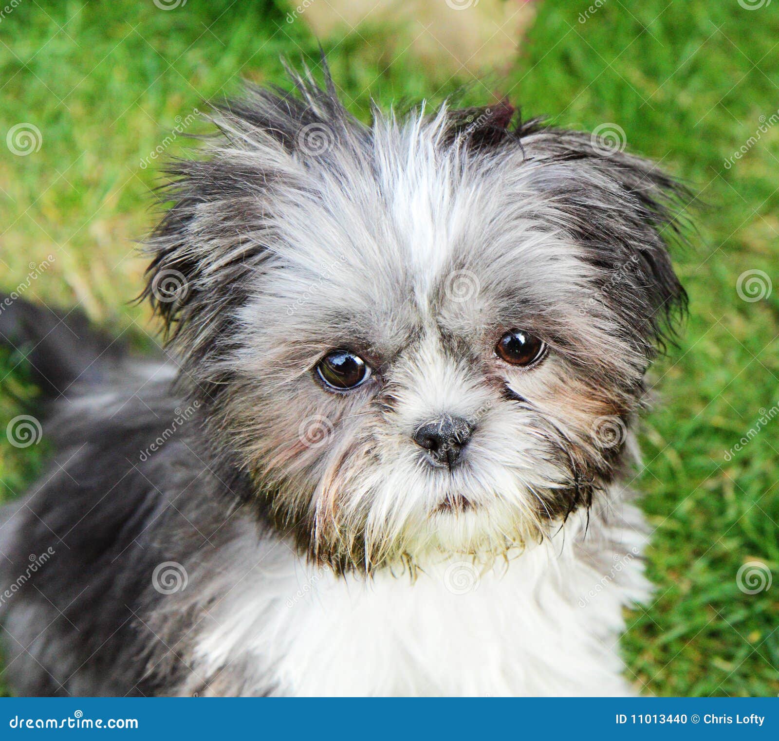 Shi miniature mignon Tzu photo stock. Image of suffisant - 11013440