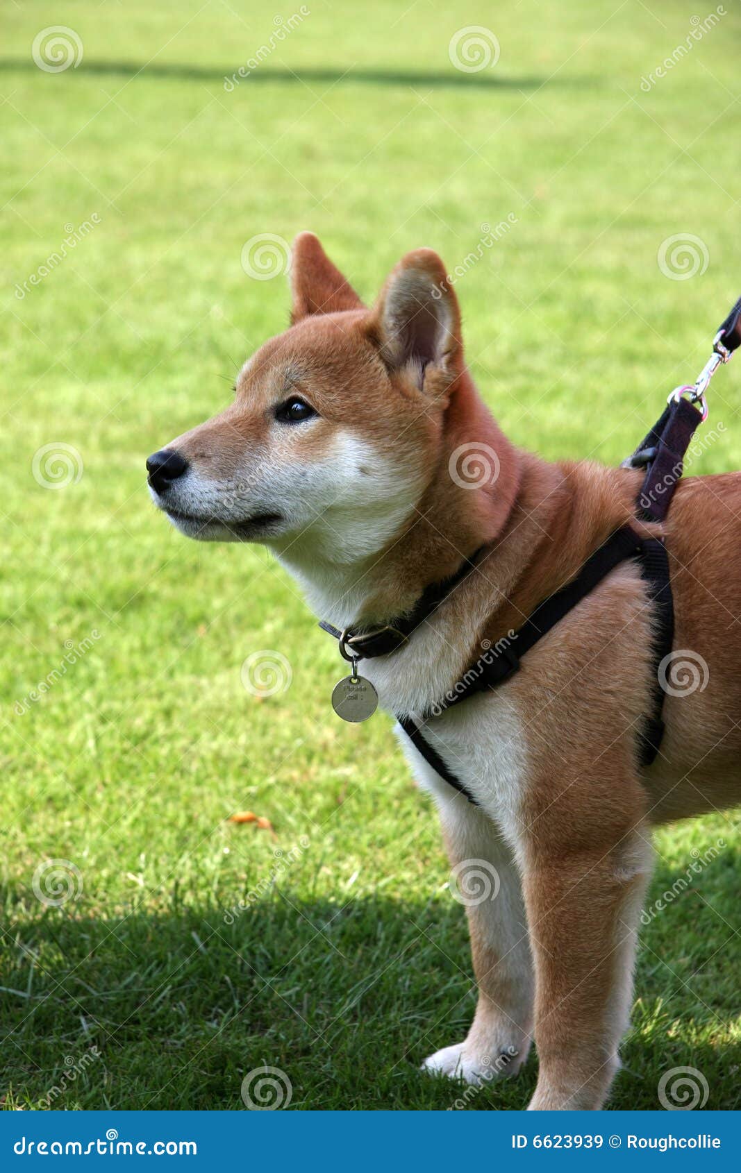 Shiba dog stock image. Image of puppies, sweet, walk, breed - 6623939