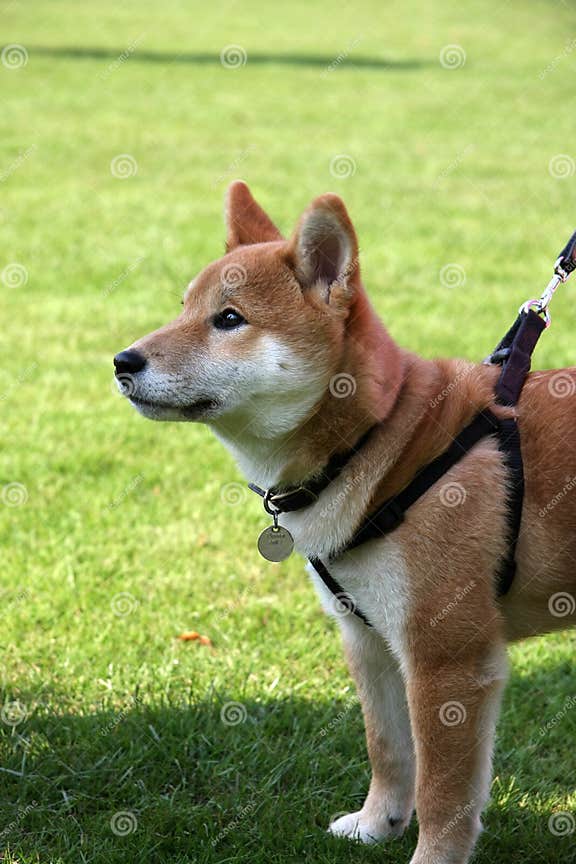 Shiba dog stock image. Image of puppies, sweet, walk, breed - 6623939