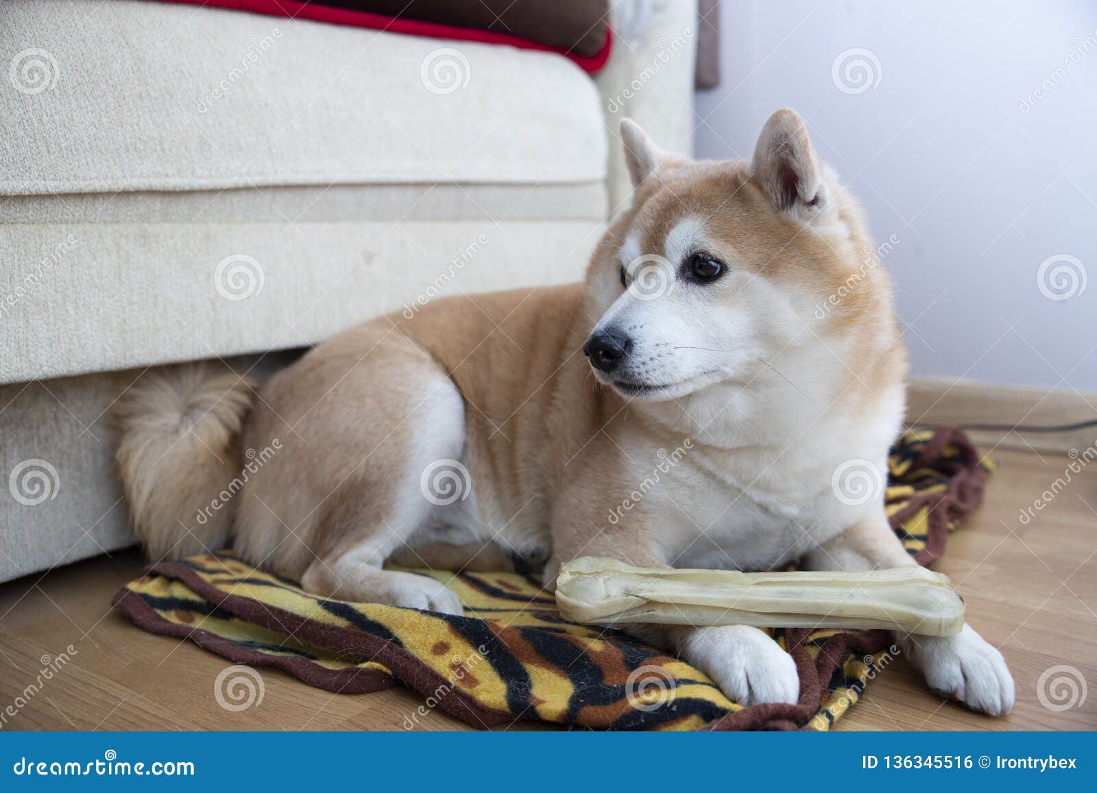 Are Bones Easily Digested By A Shiba Inu