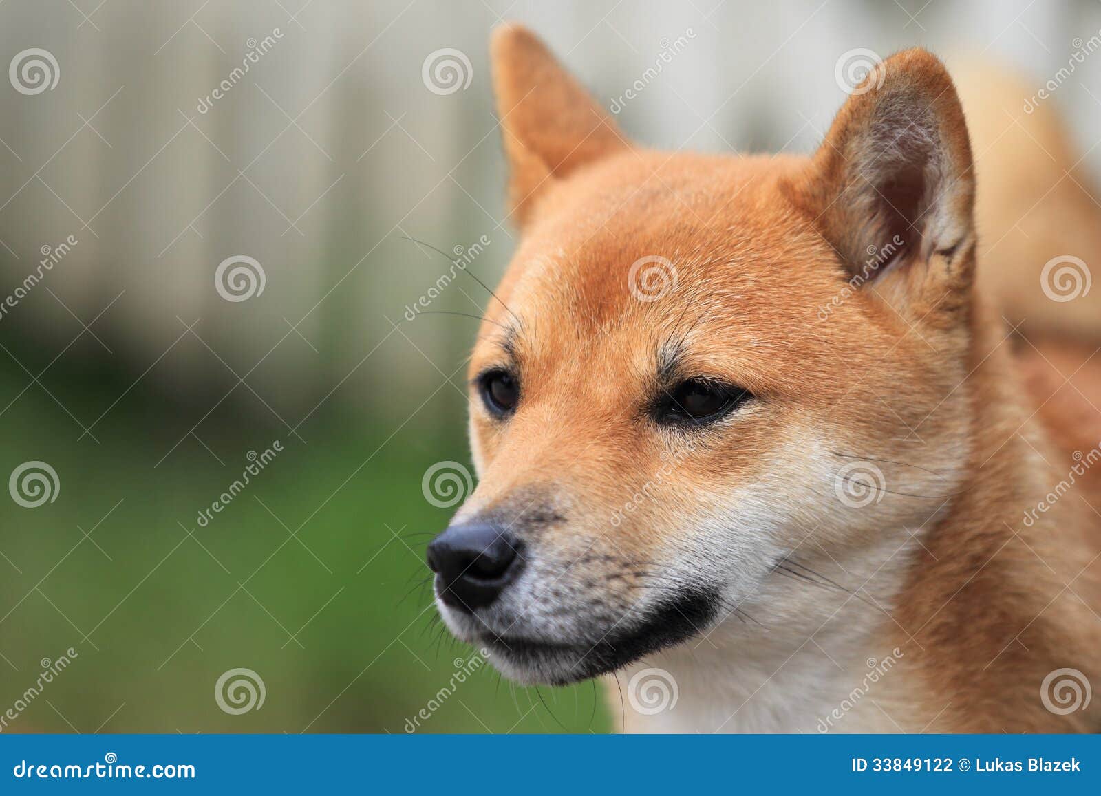 Shiba inu stock photo. Image of animal, spitz, body, japan - 33849122