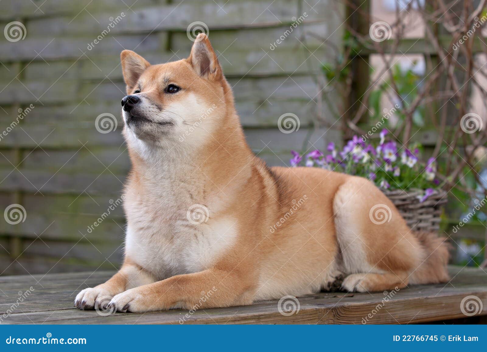 Shiba Inu dog stock image. Image of horizontal, domestic - 22766745