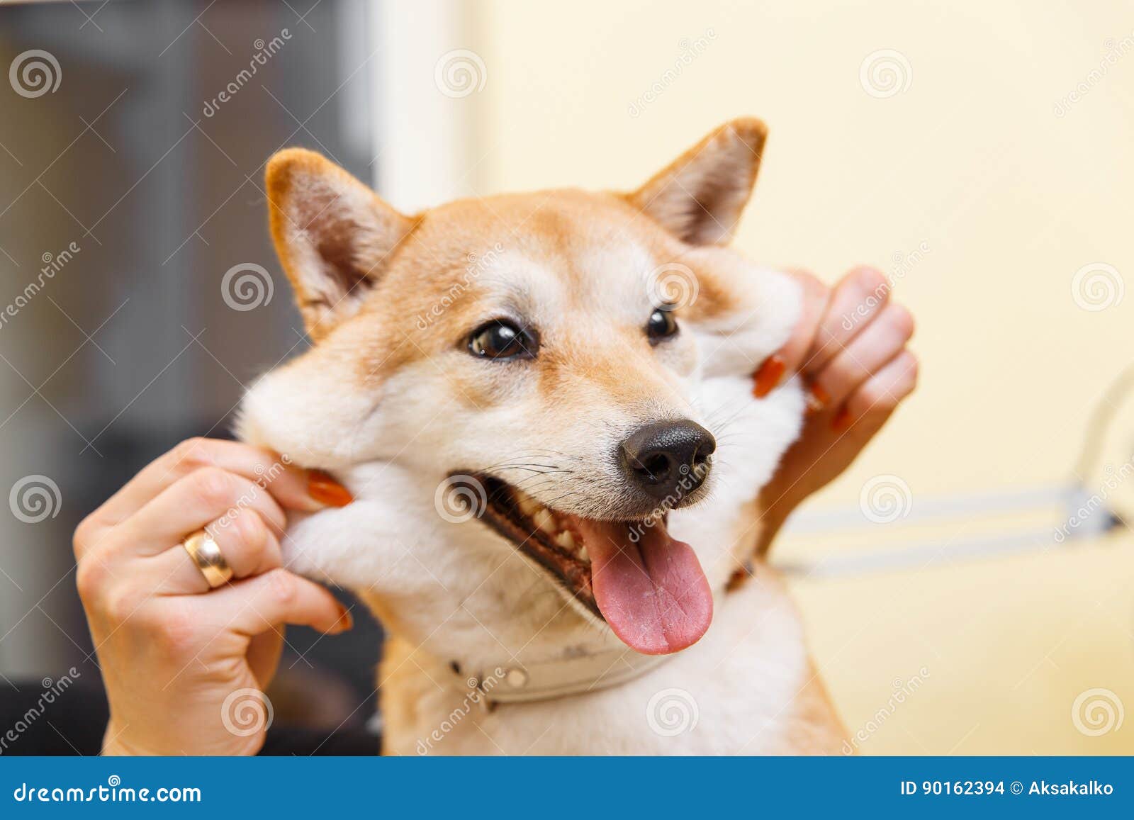Shiba Inu Smiles At Camera Stock Photography | CartoonDealer.com #189070982