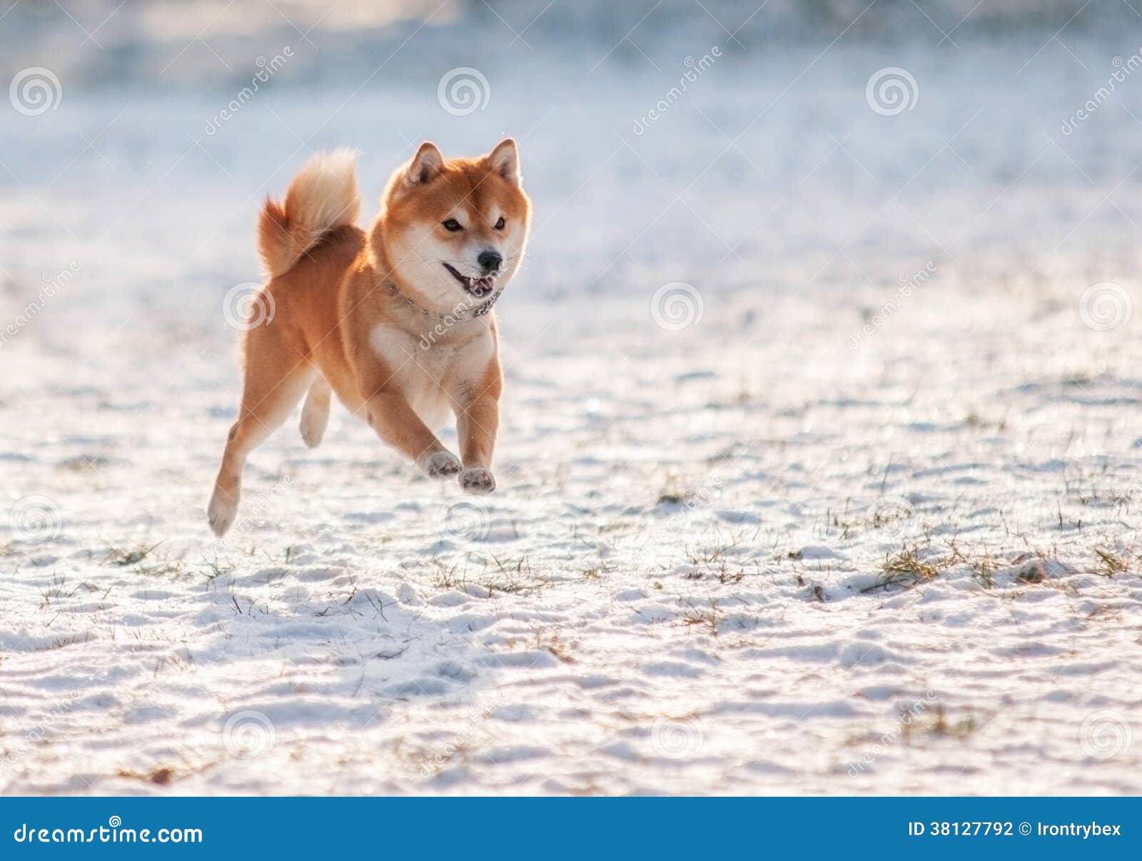 Shiba inu dog on snow stock photo. Image of focus, ridgeback - 38127792