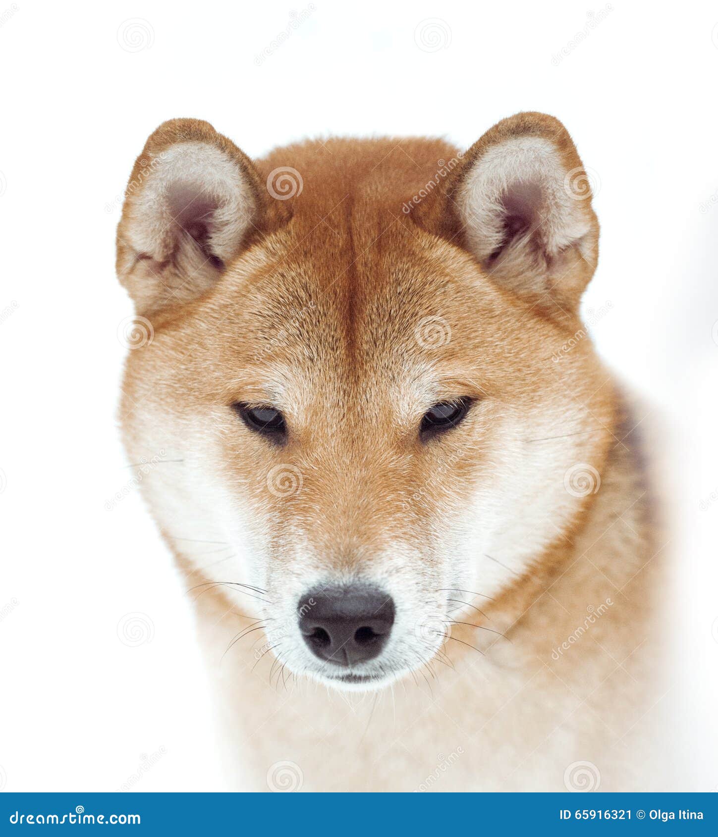 Shiba Inu Face Closeup On White Background Stock Image - Image of ...