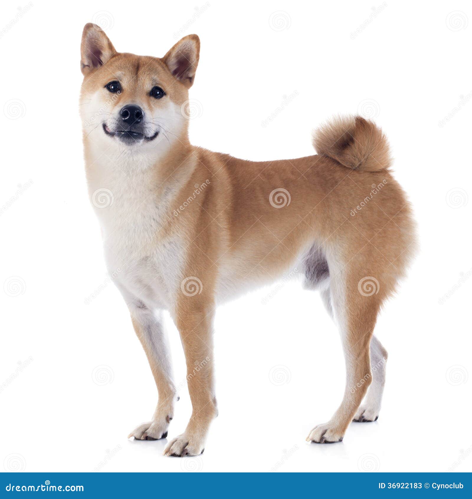 Shiba inu stock image. Image of smile, purebred, brown - 36922183