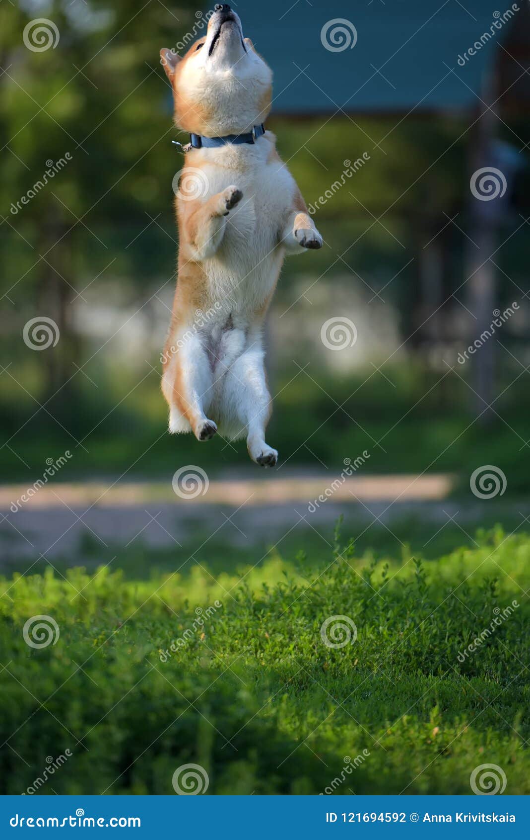 Shiba inu jumping stock photo. Image of animal, japan - 121694592
