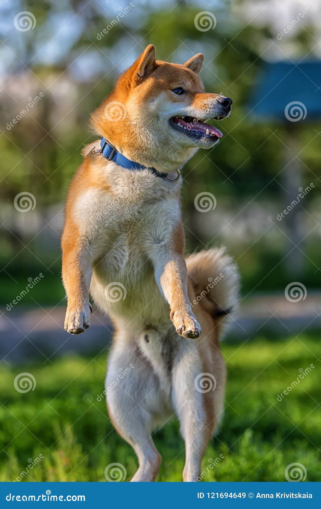 Shiba inu jumping stock image. Image of nature, chinesezodiac - 121694649