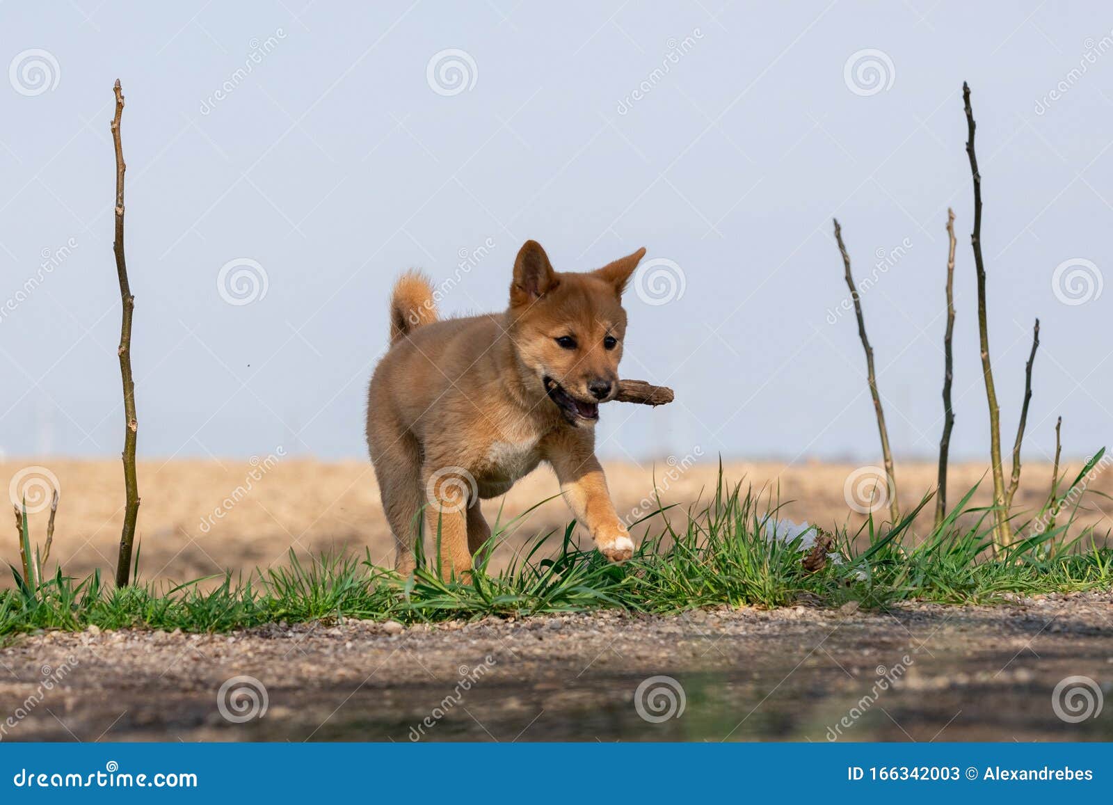 Shiba Inu Playing in the Grass Stock Image - Image of character ...