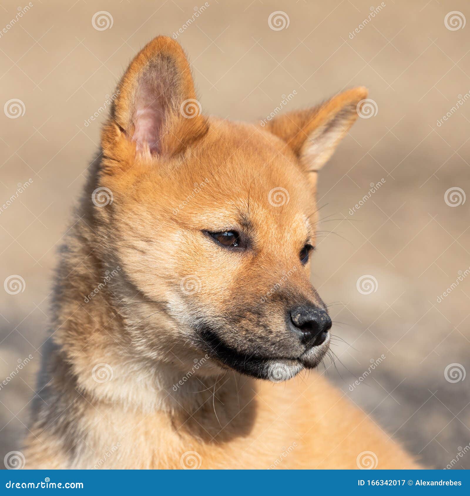 Shiba Inu Playing in the Grass Stock Image - Image of face, furry ...