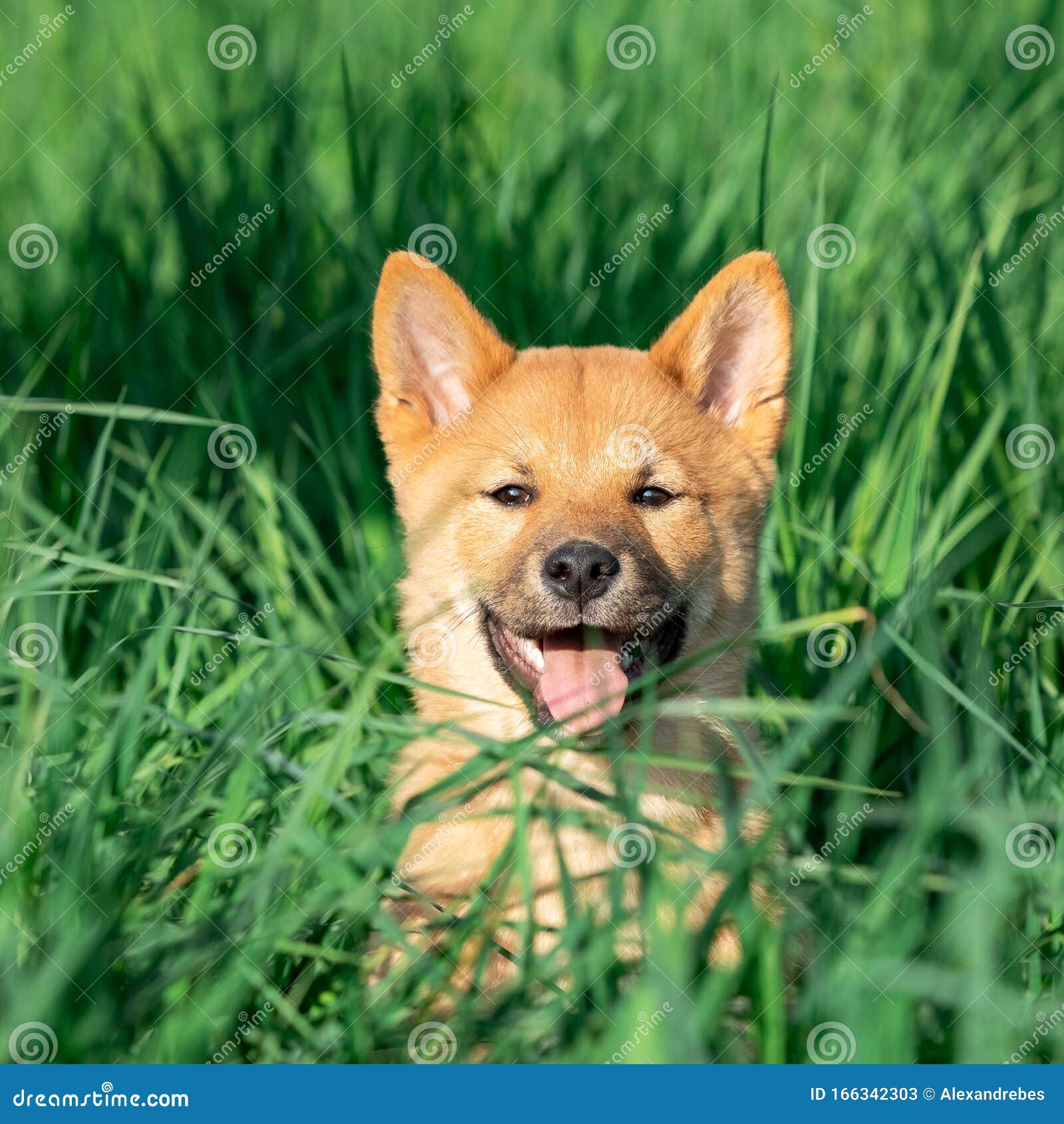 Shiba Inu Playing in the Grass Stock Image - Image of obedient ...
