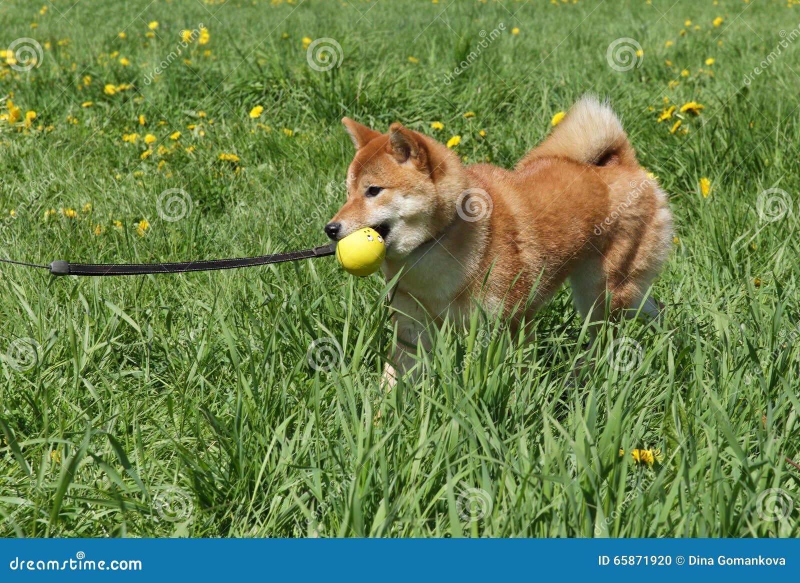 Shiba - inu stock photo. Image of breed, dandelion, friend - 65871920