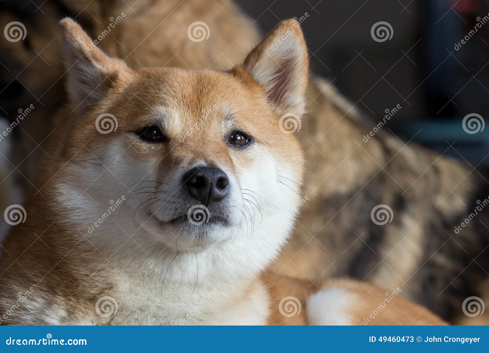 Shiba Inu stock image. Image of snout, mammal, shiba - 49460473