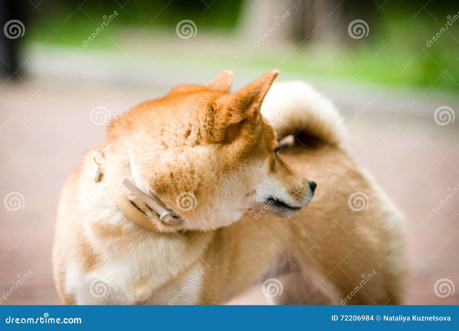 Shiba Inu Portrait Turn Back Stock Photo - Image of purebred, portrait ...