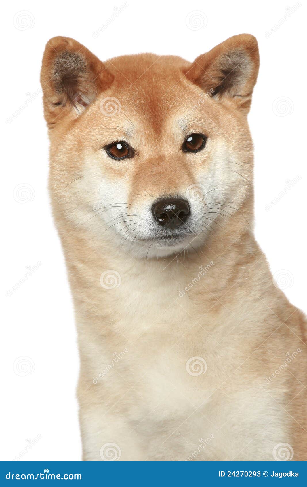 Shiba Inu Portrait on a White Background Stock Image - Image of white ...