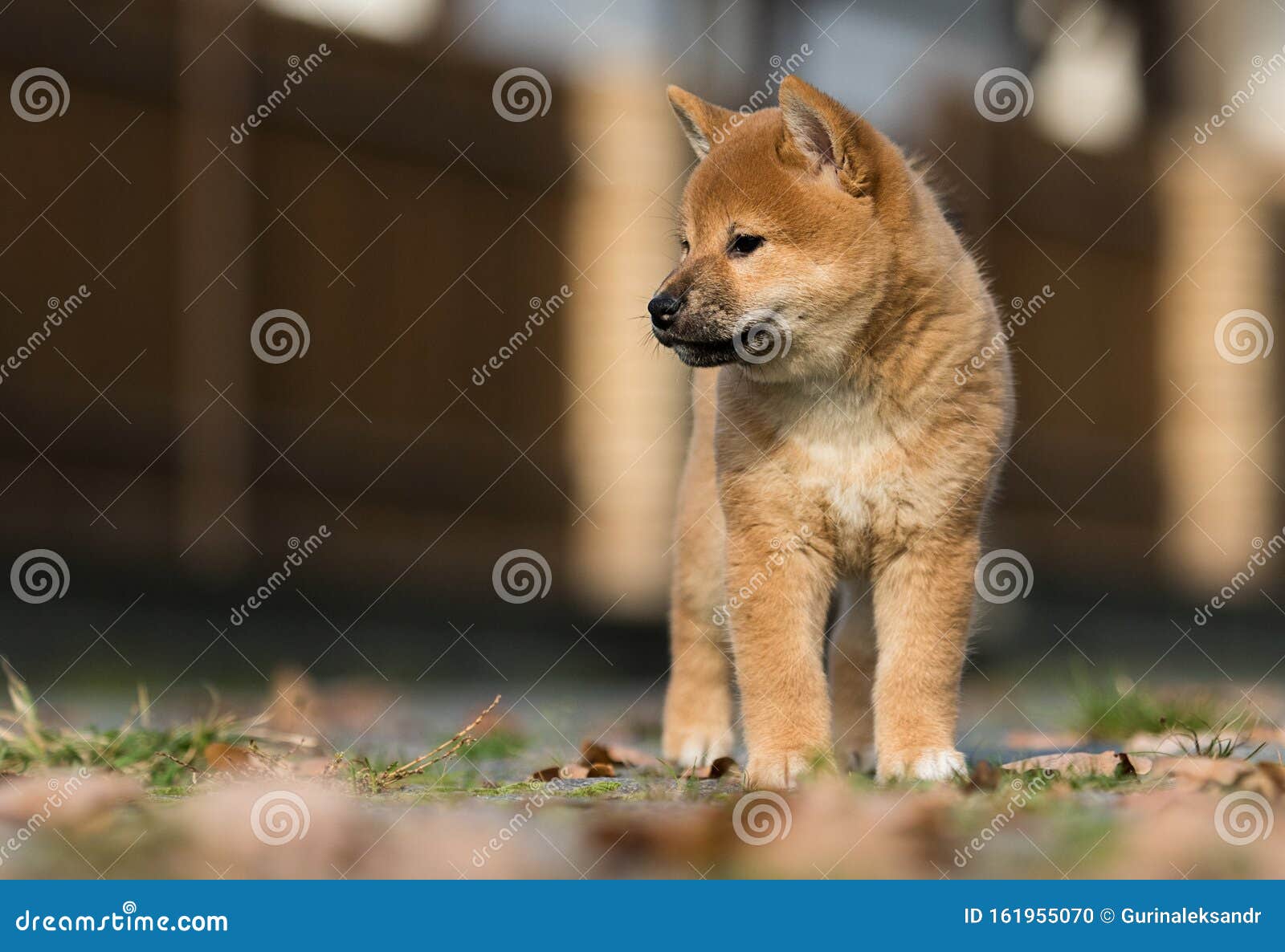 Shiba inu puppy playing stock photo. Image of beautiful - 161955070