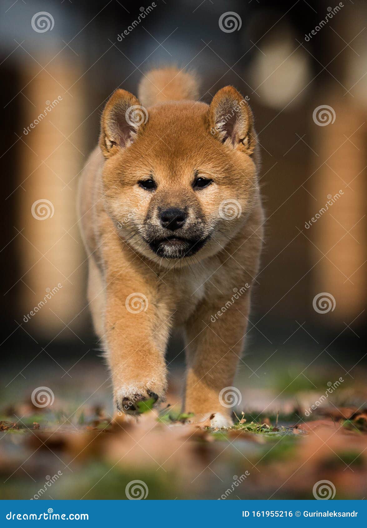 Shiba inu puppy playing stock photo. Image of standing - 161955216