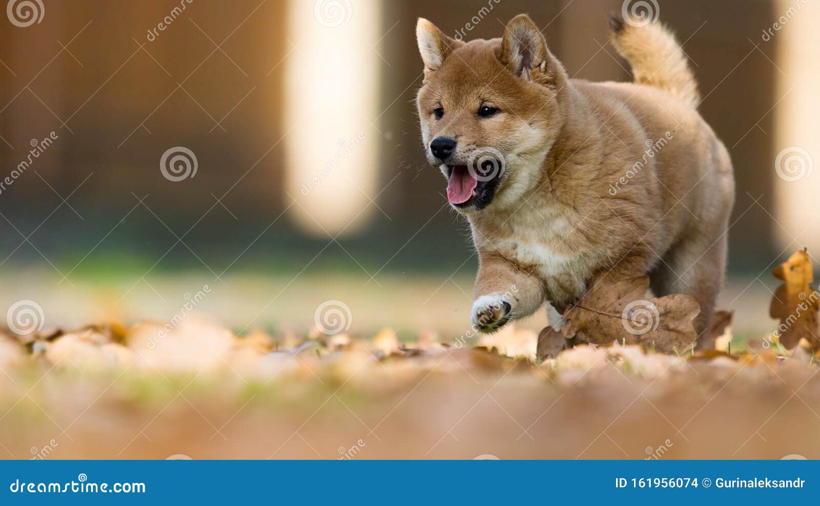 Shiba inu puppy playing stock photo. Image of playing - 161956074